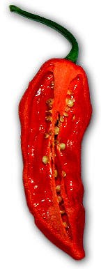 Chess player chilliman64 (Mark from Habanero City baby - Sydney, Australia)