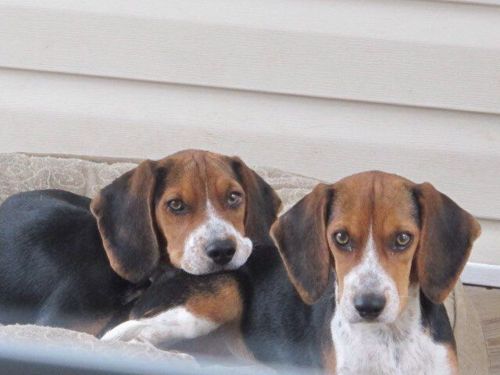 Chess player navybeagle (NavyBeagle from United States) - GameKnot