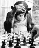 Chess player blinky-the-chimp (from Congo) - GameKnot